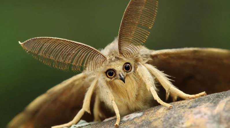 Güve böceği nasıl yok edilir, nasıl temizlenir? Güveyi ne kaçırır ...