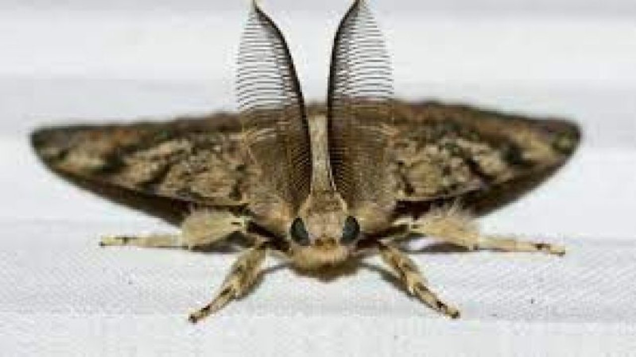 Güve böceği nasıl yok edilir, nasıl temizlenir? Güveyi ne kaçırır ...